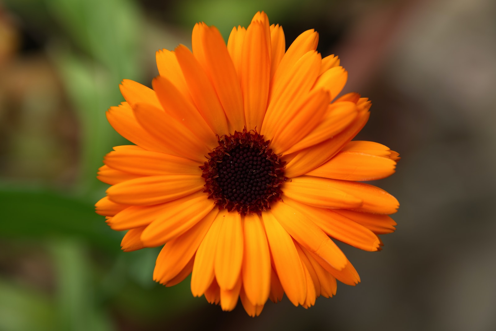 La Micro-ferme - E-Calendula